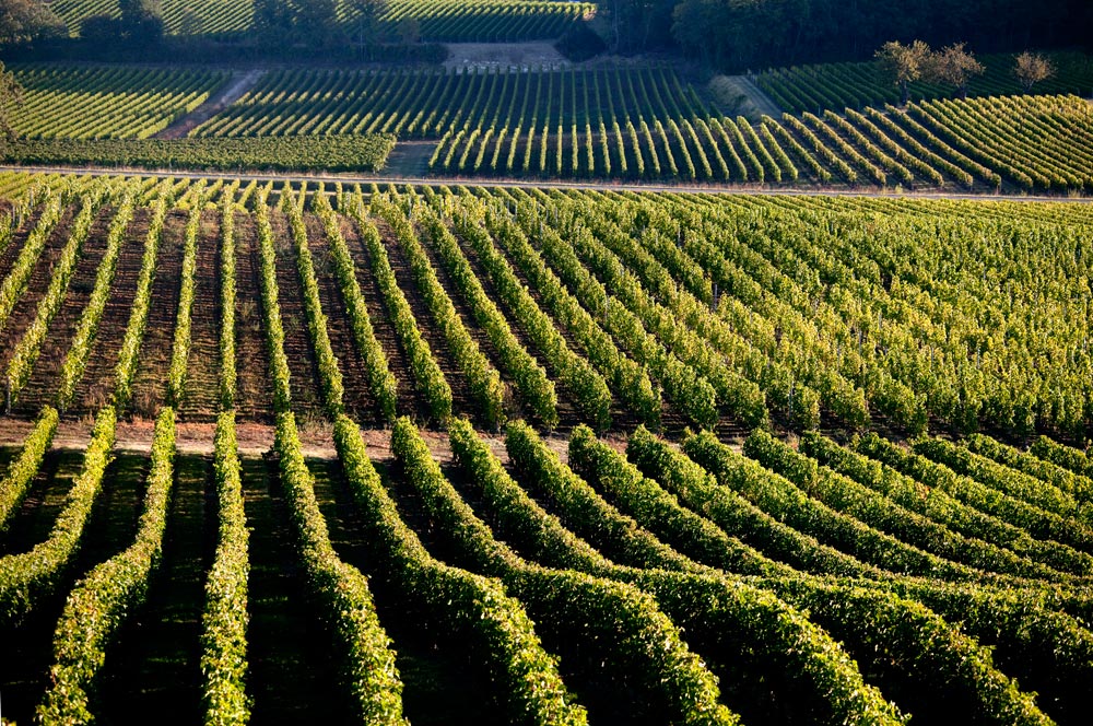 Our Project | Vignobles Hermouet