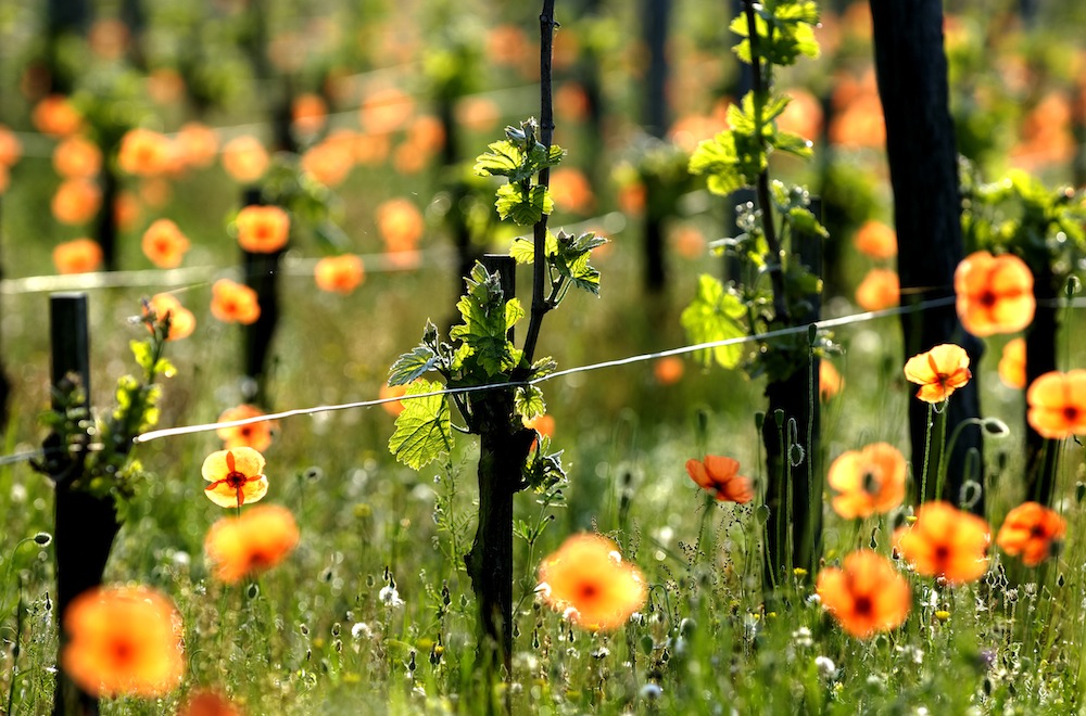 Grassing | Vignobles Hermouet